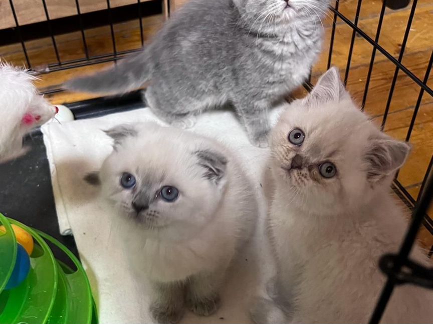 Котята шотландские