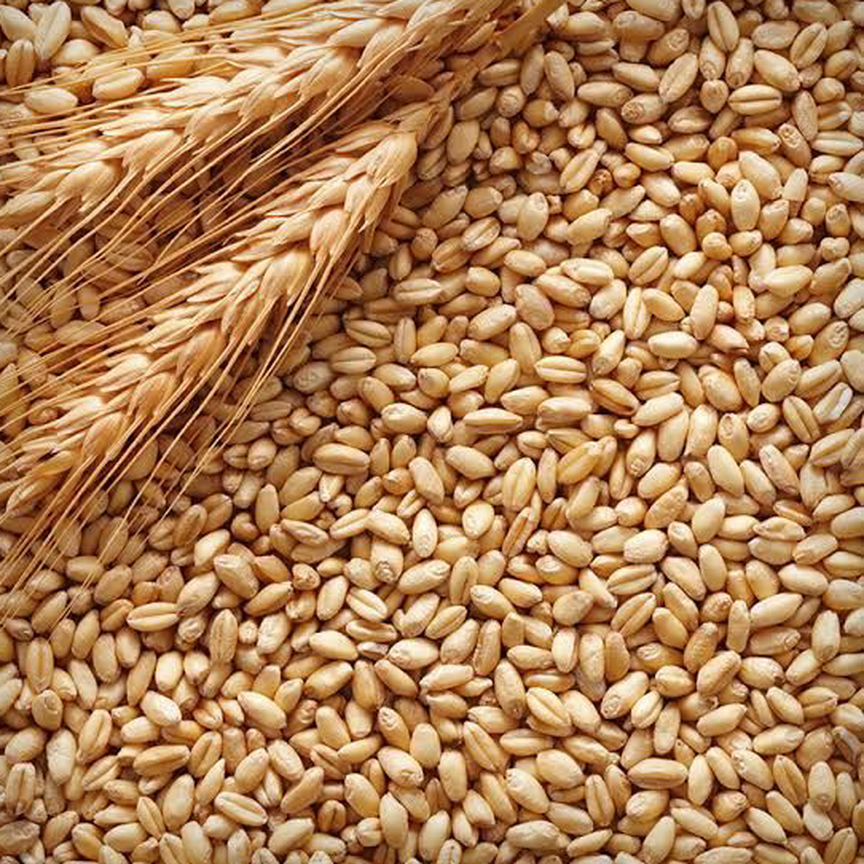 Зерно пшеница ячмень в мешках