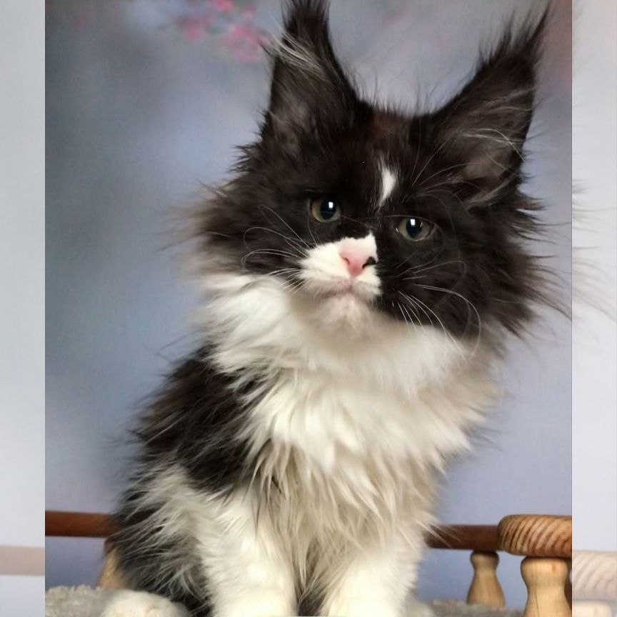 Котята Мейн кун