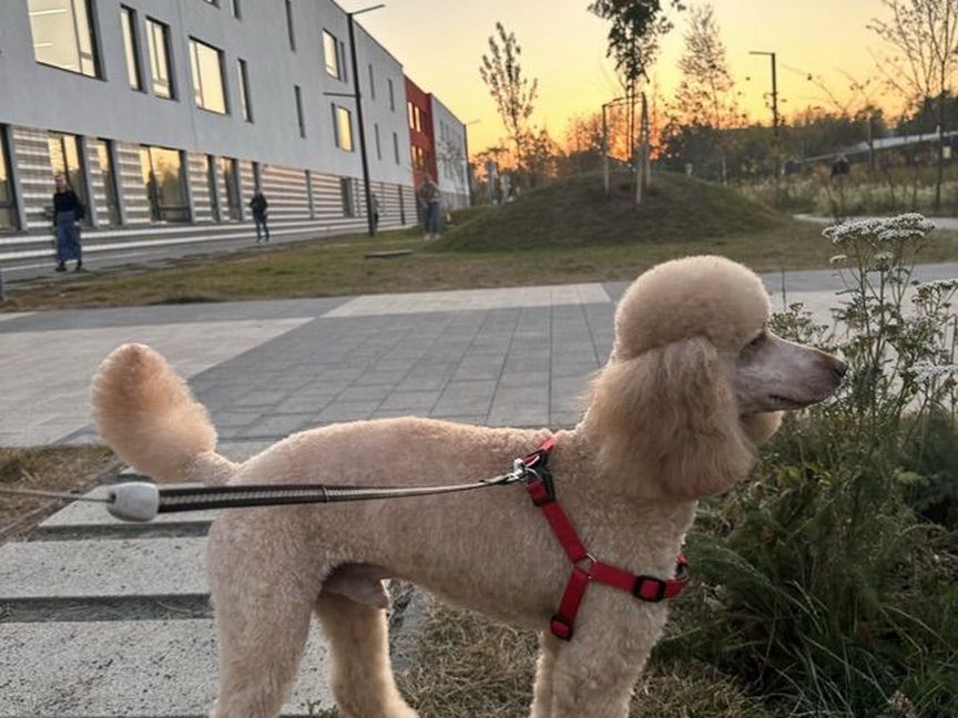 Малый пудель для вязки