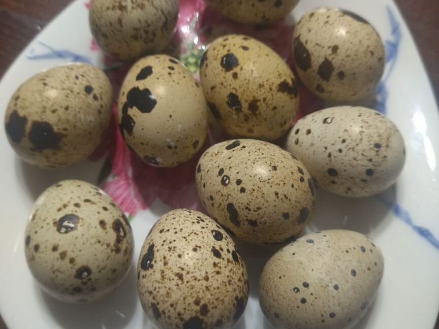 Яйца перепелиные инкубационное