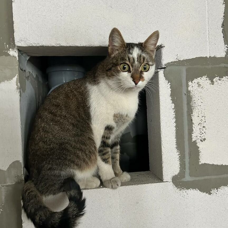 Кошка в дар. Бесплатно