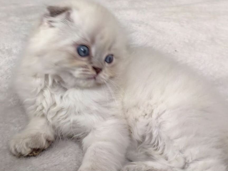 Шотландская вислоухая кот