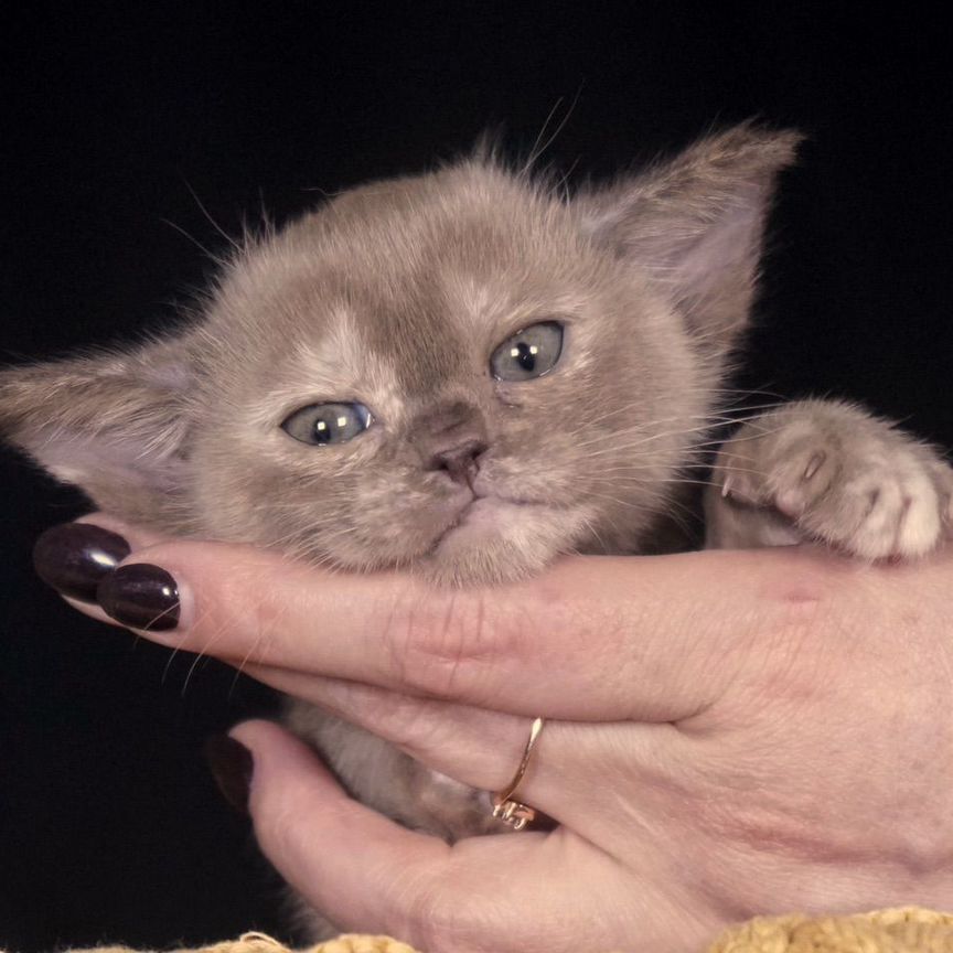 Европейская бурма котенок
