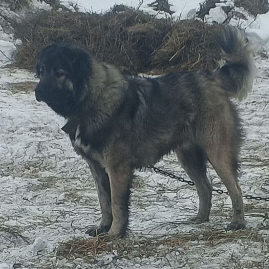 Щенки Кавказской овчарки