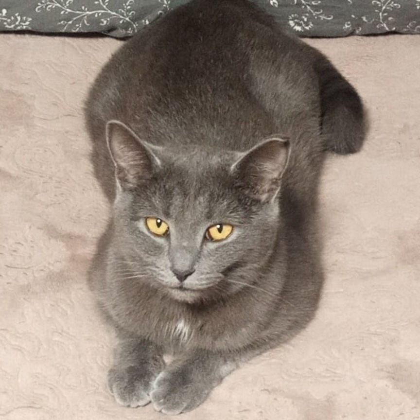 Взрослая кошка в добрые руки