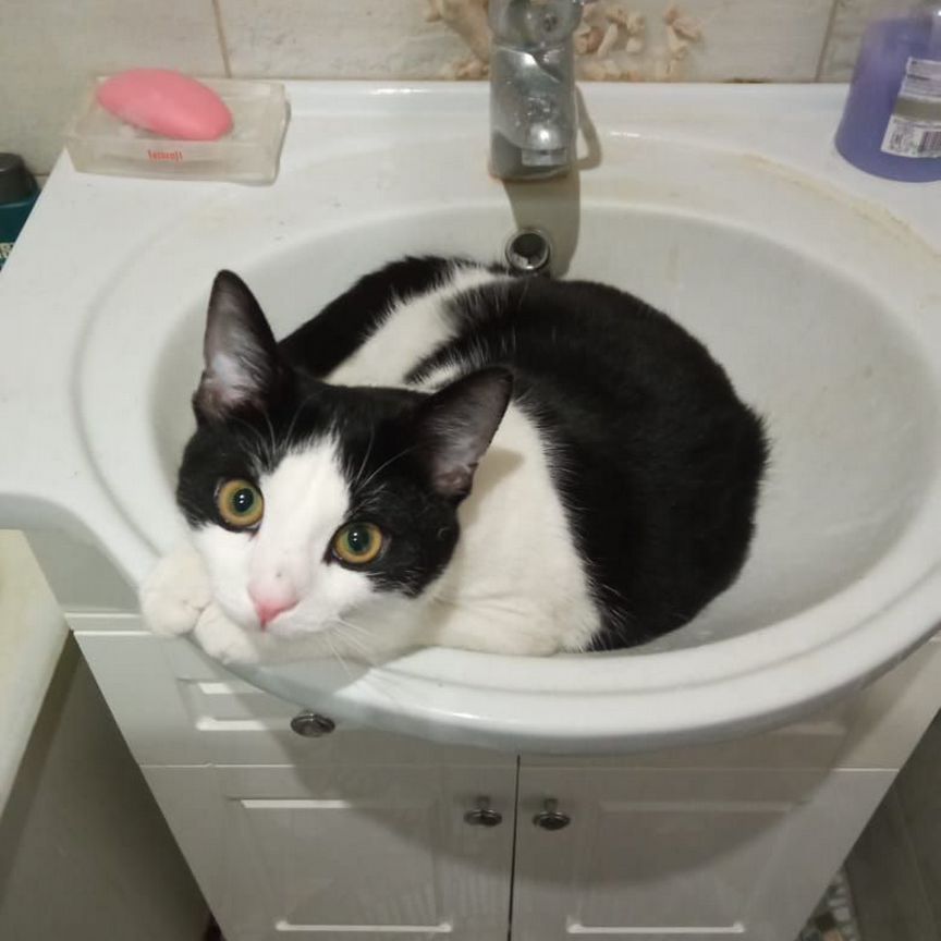 Кошечка