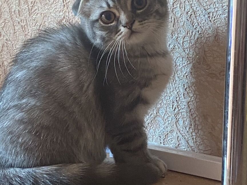 Шотландская кошка