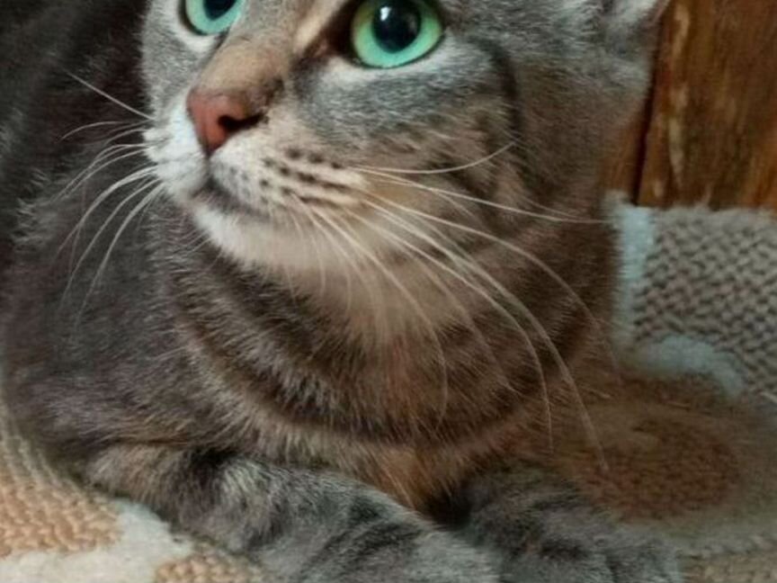 Кошка