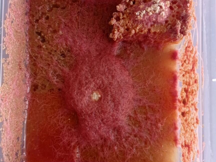 Черьвь Изя израильский трубочьник