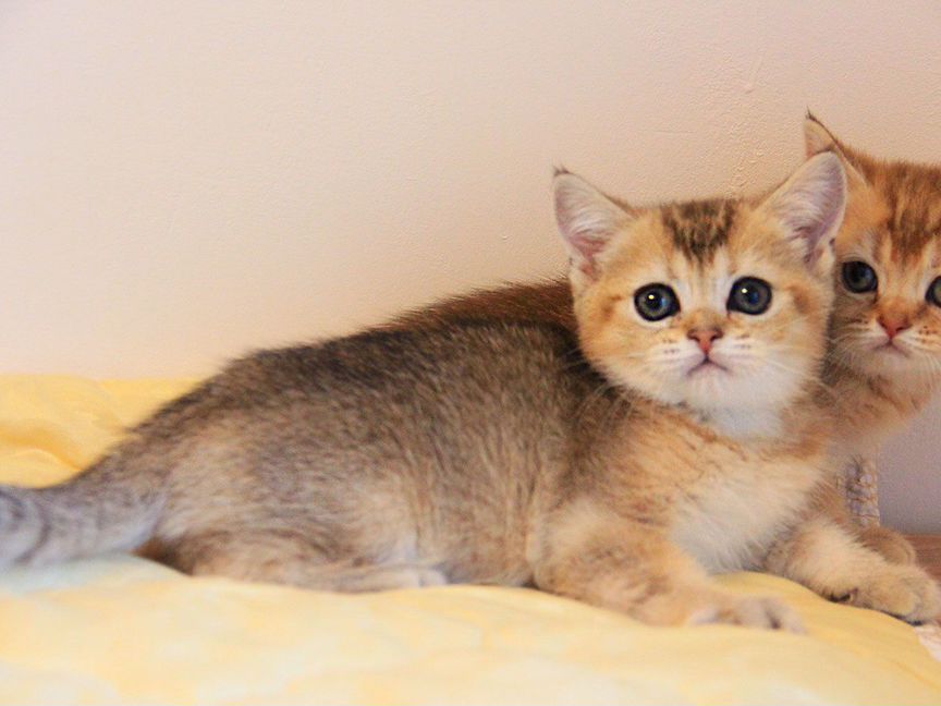 Катя - золотистая тикированная кошечка