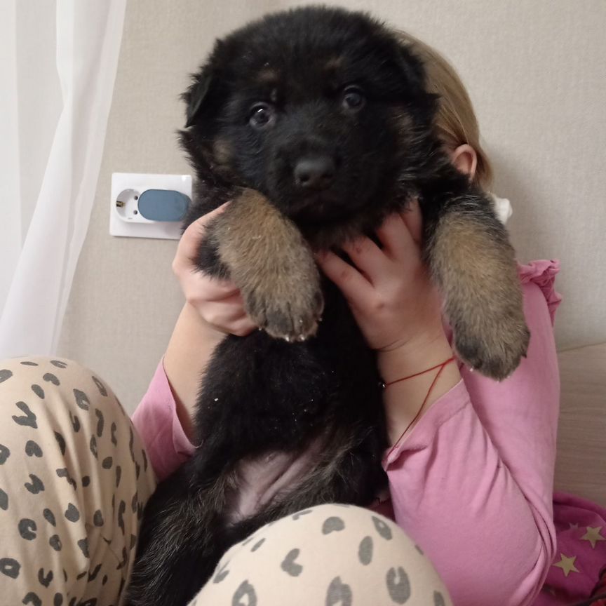 Немецкая овчарка девочка чепрачного окраса