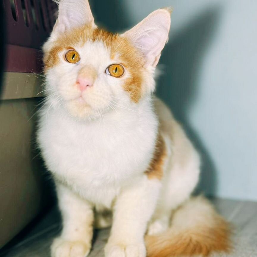 Яркий котёнок-кот