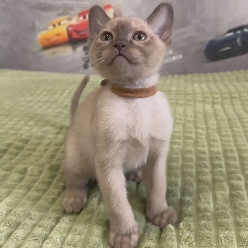 Европейский бурманский котёнок