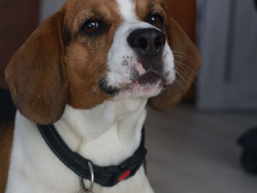 Бигль вязка