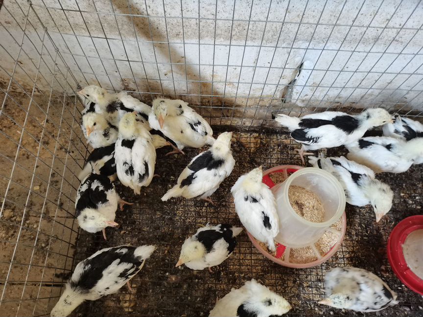 Австралорп