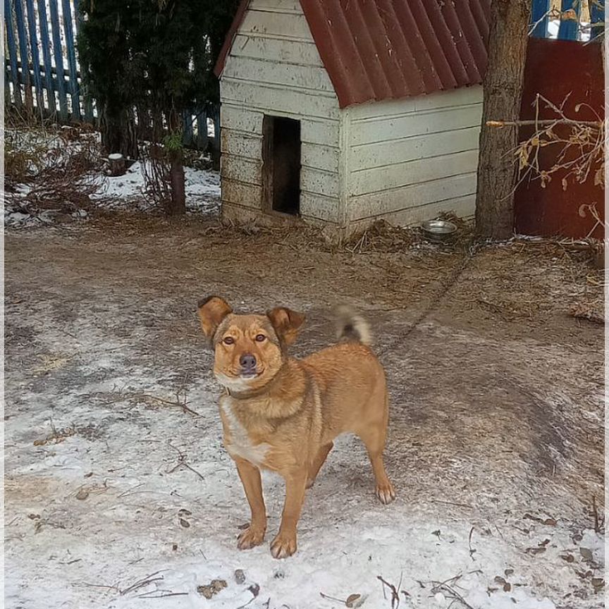 Взрослая собака в добрые руки