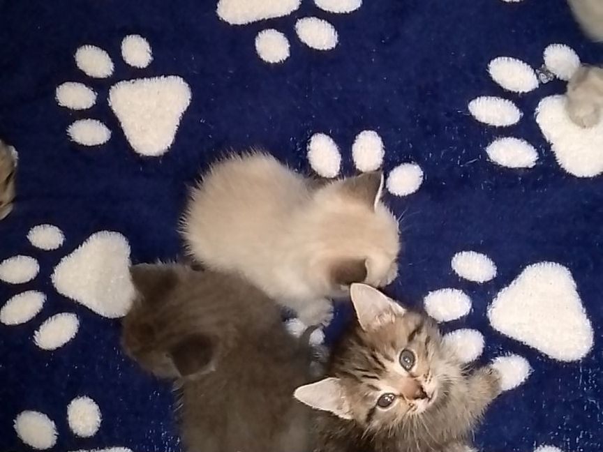 Европейская кошка