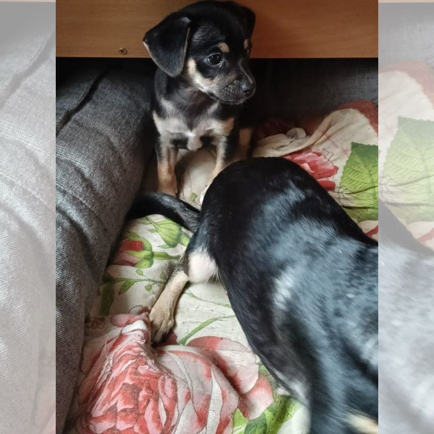 Чихуахуа, щенок