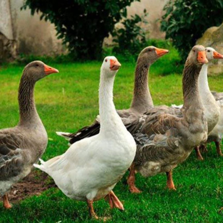 Гуси домашние