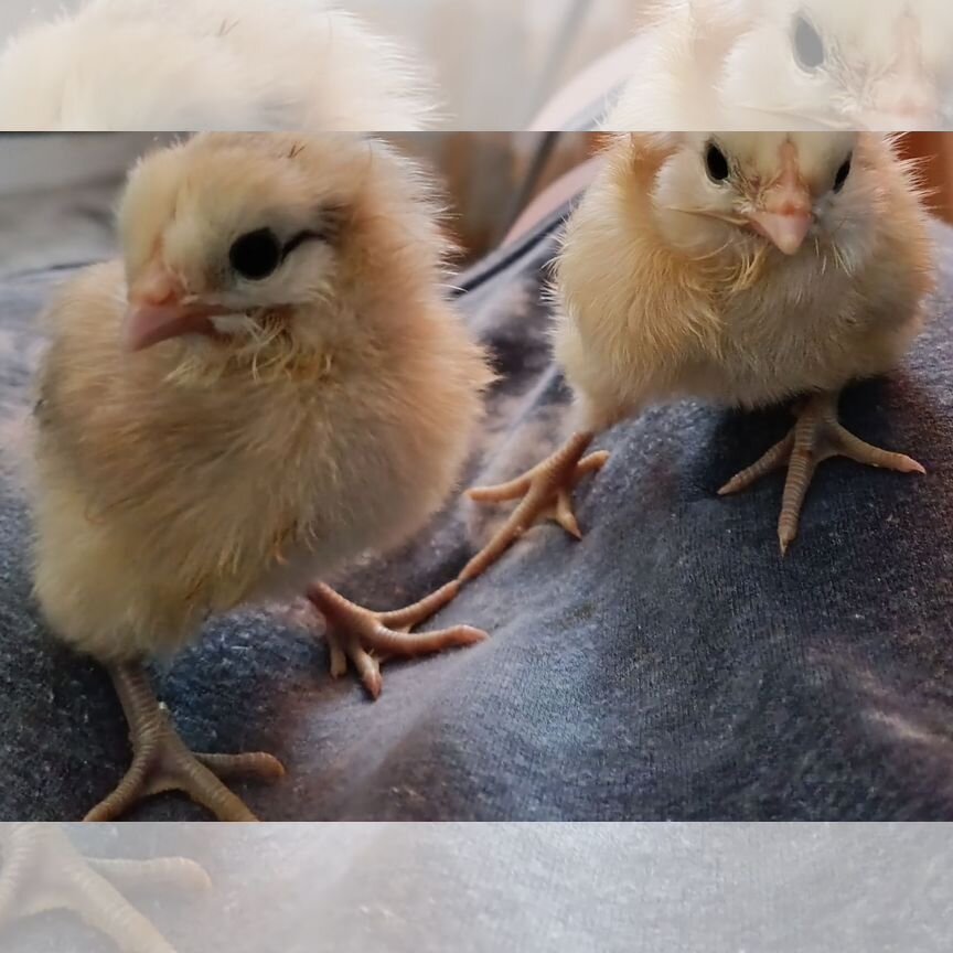 Цыплята амераукана