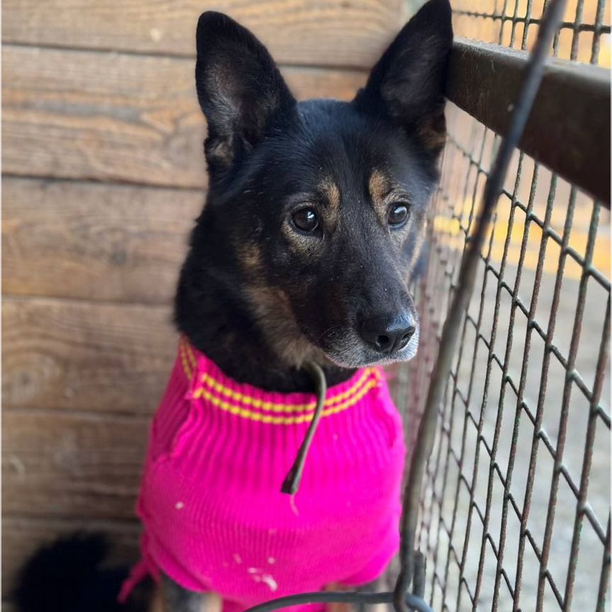 Взрослая собака в добрые руки