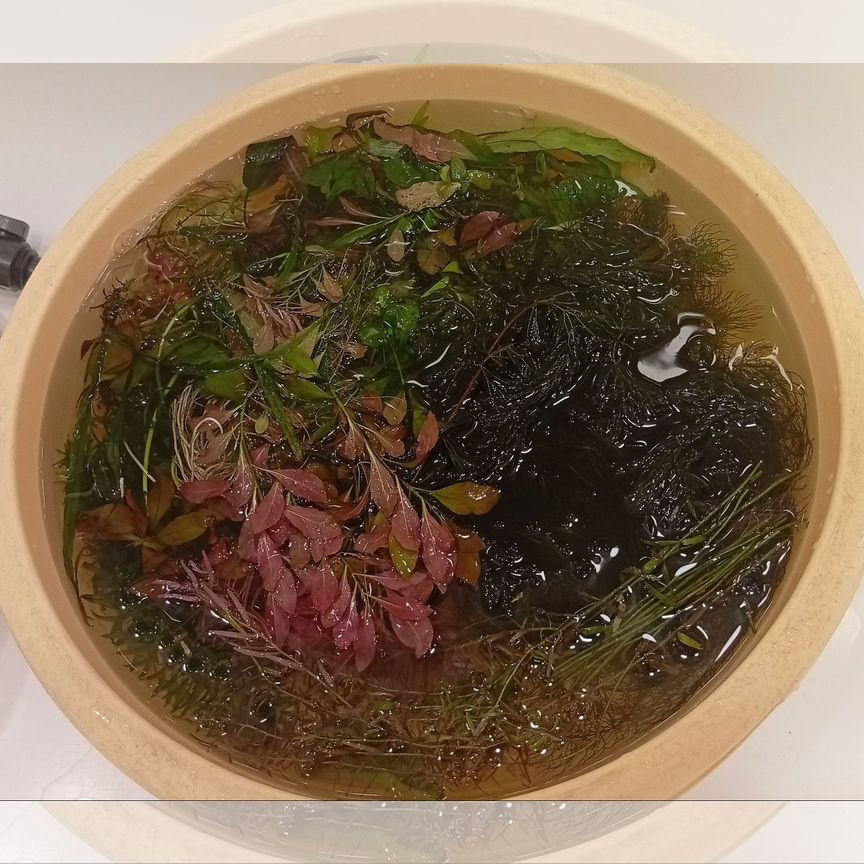 Растения аквариумные, прополка