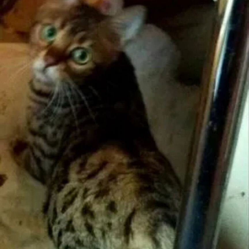 Отдам бенгальскую кошечку