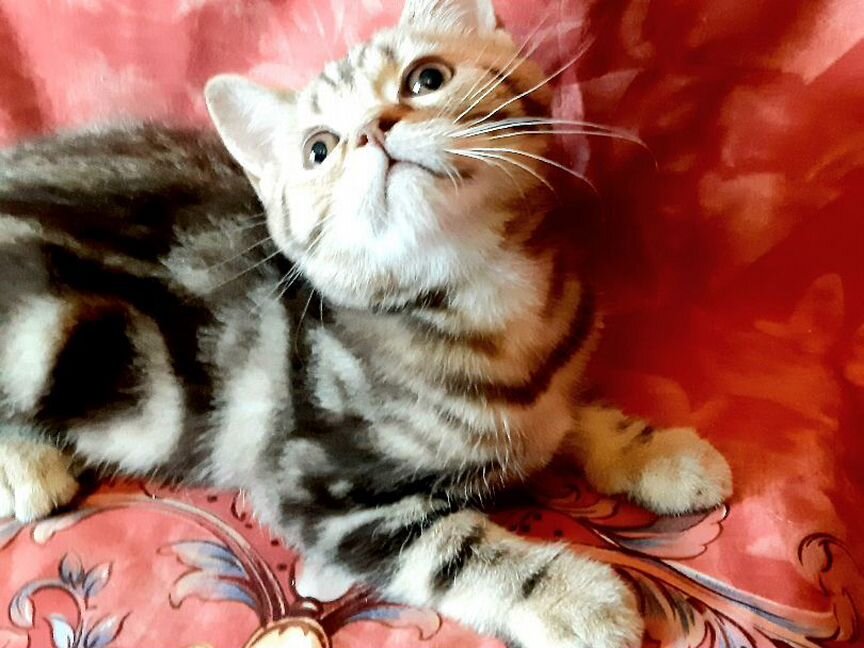 Шотландский котик