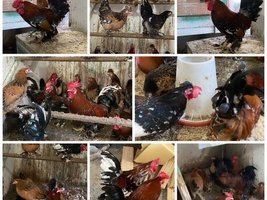 Петушки бентамки