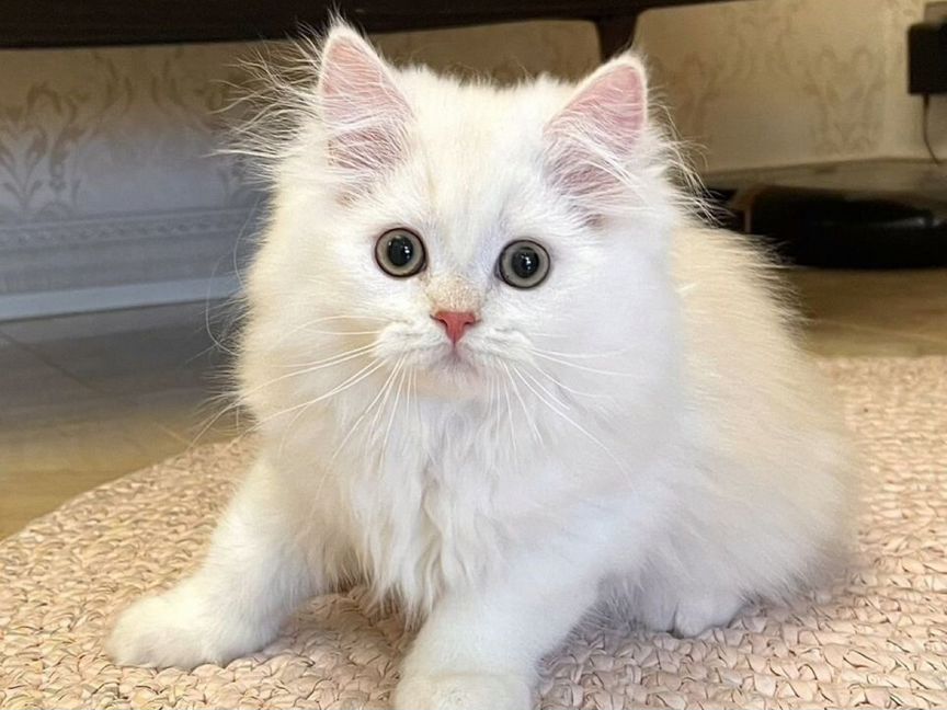 Длинношерстный Шотландец Самый красивый