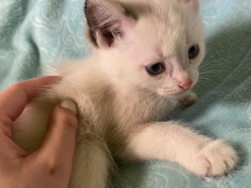 Отдаю принцесс в добрые руки