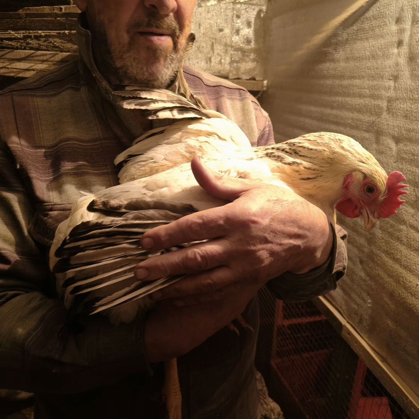 Куры бройлеры Фосик braun