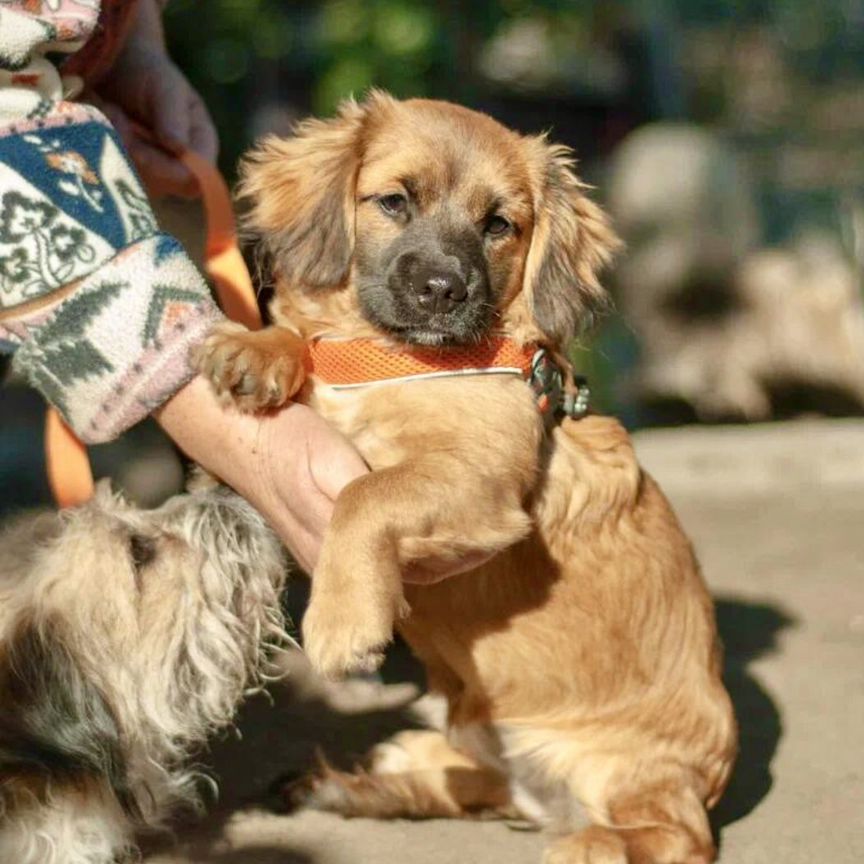 Щенок от частного владельца