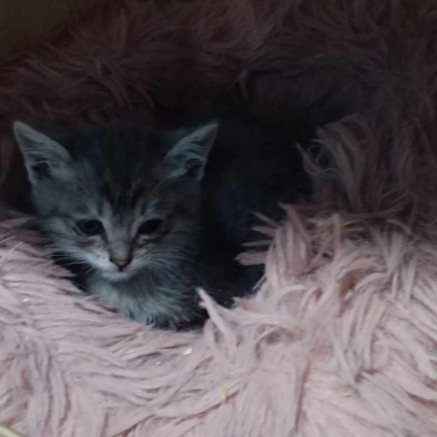 Британский короткошёрстный котёнок