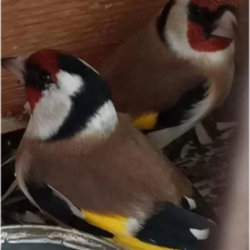 Птица щегол