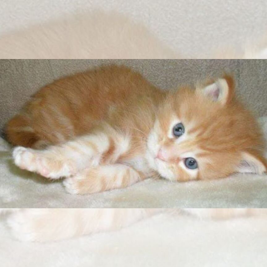 Котята мейкунята