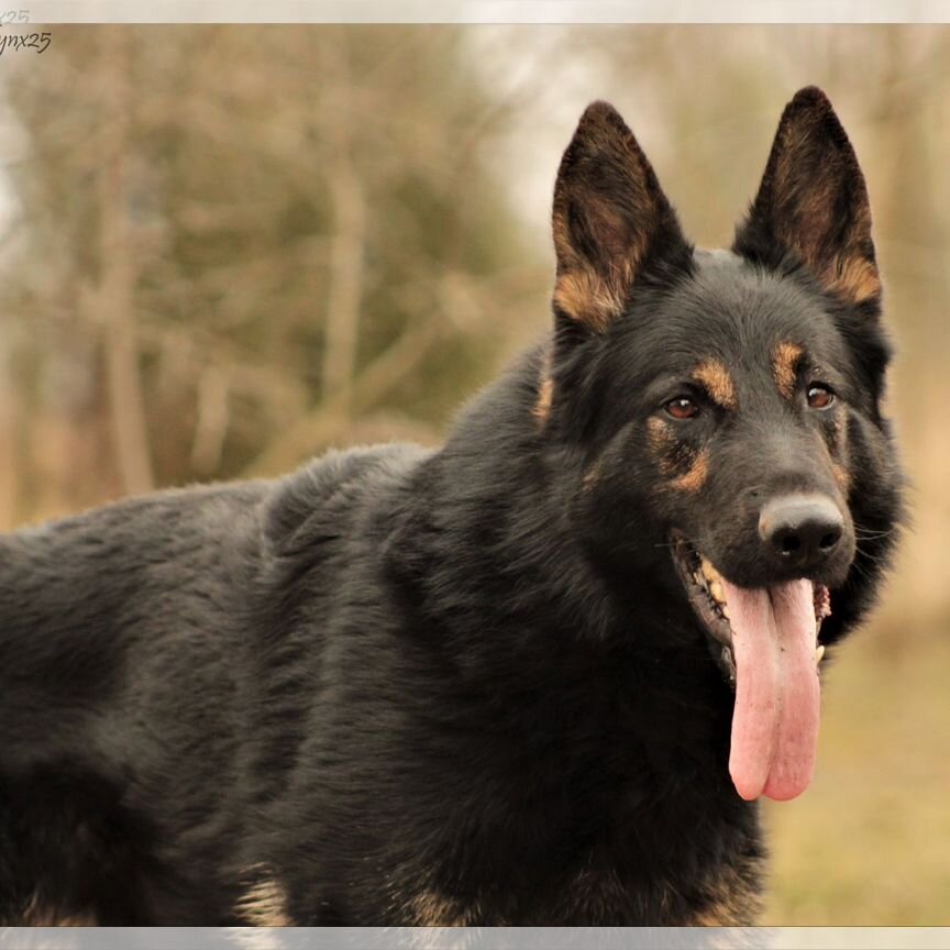 Немецкая овчарка кобель для вязки