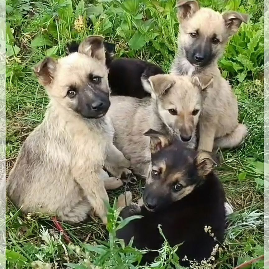 Щенок в добрые руки