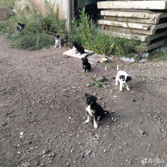 Щенки от бездомной рослой большой собаки