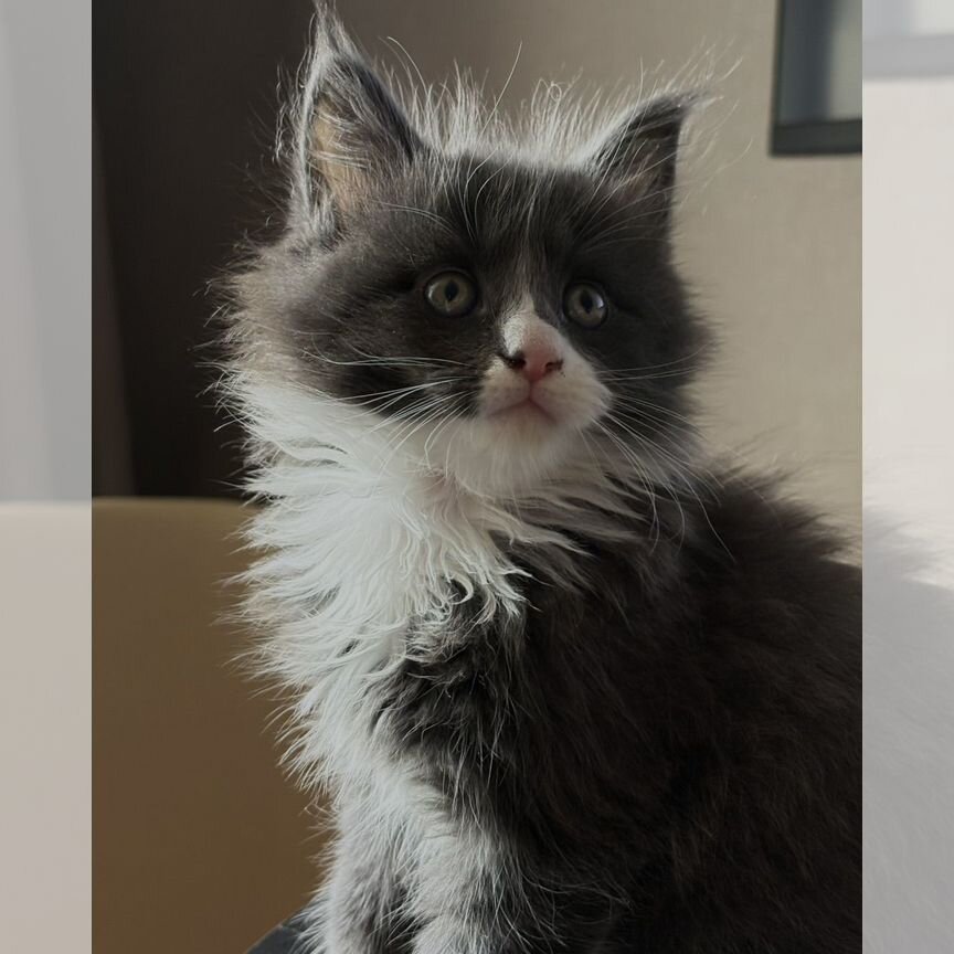 Мейн-кун котёнок