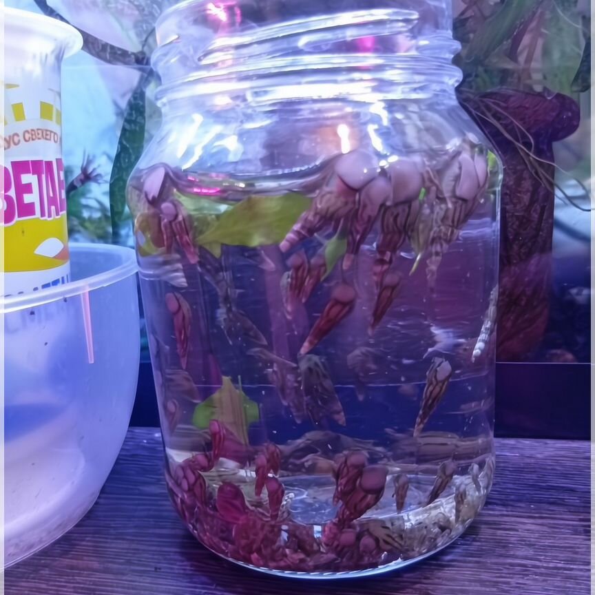 Улитки аквариумные Мелании