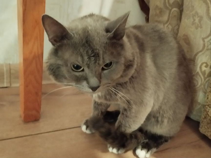 Отдам в хорошие руки кота, полупородистый