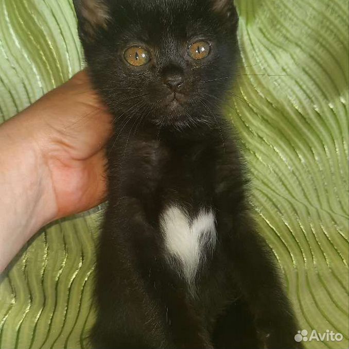 Котята с необычным окрасом, дымчато чёрный девочка
