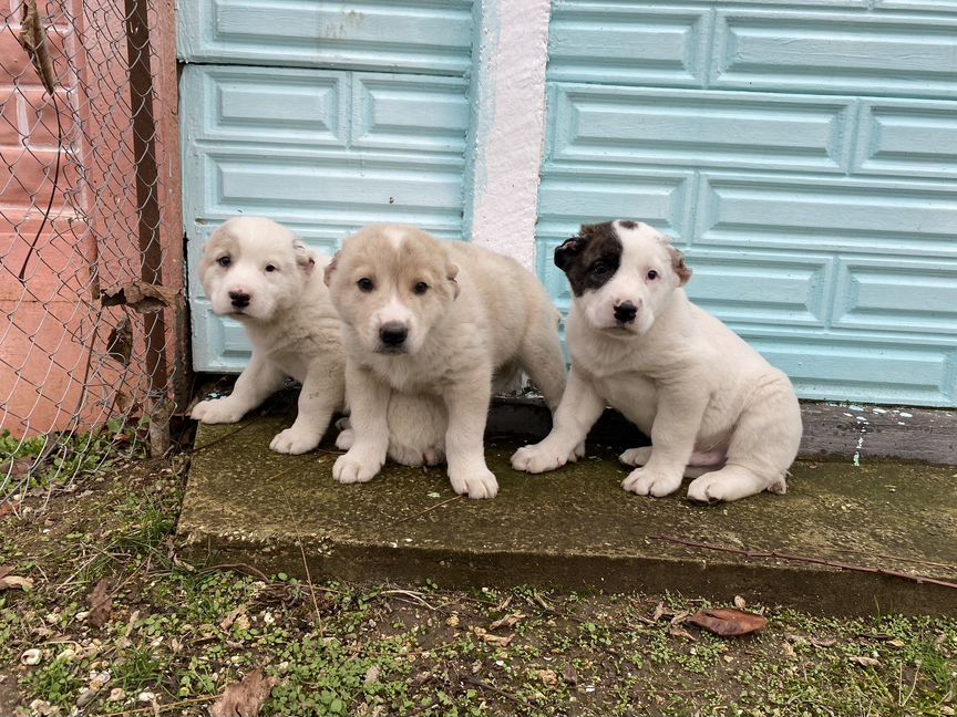 Среднеазиатская овчарка алабай щенки