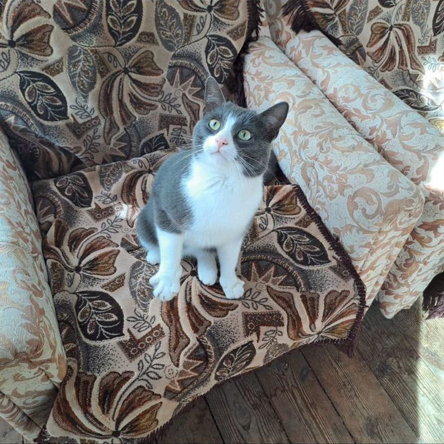 Котята в добрые руки даром