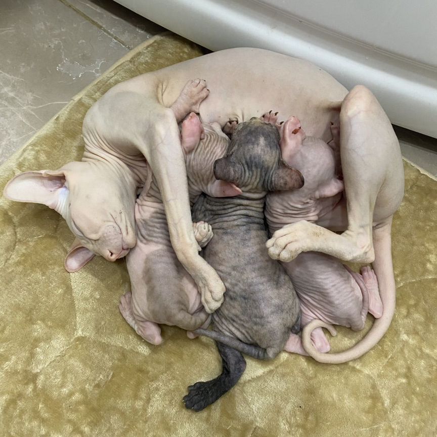 Донской сфинкс котята