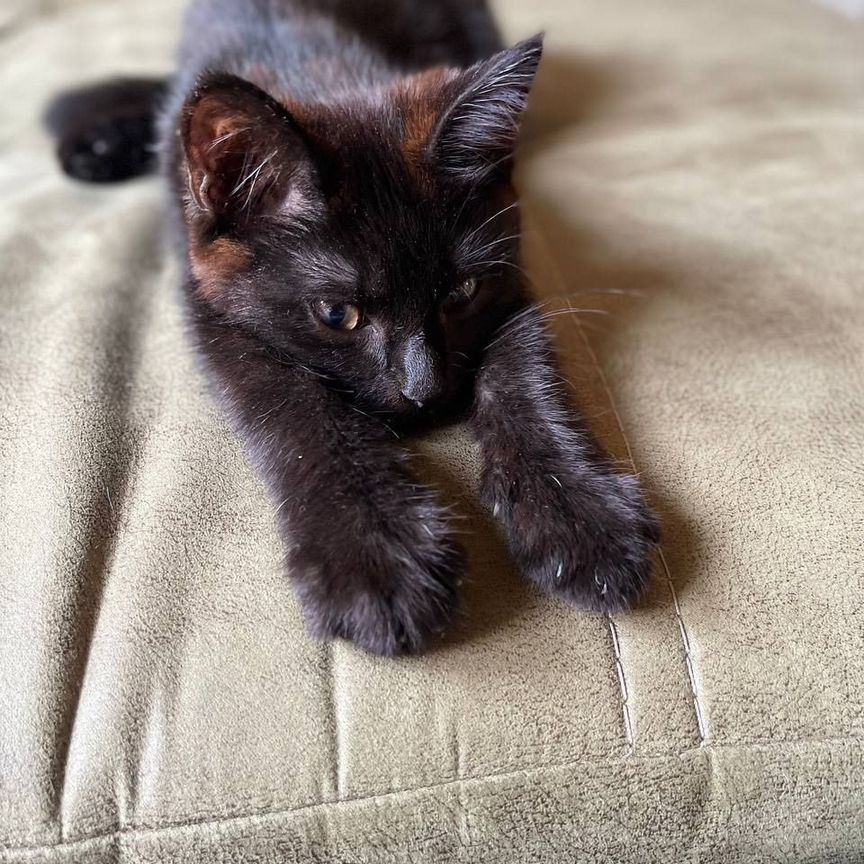 Котята мейн-кун