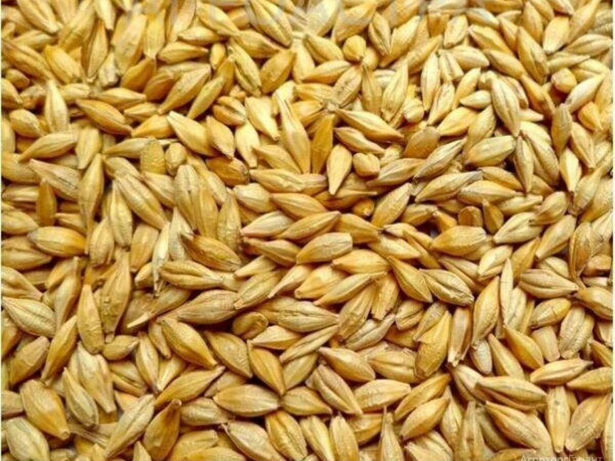 Ячмень в мешках