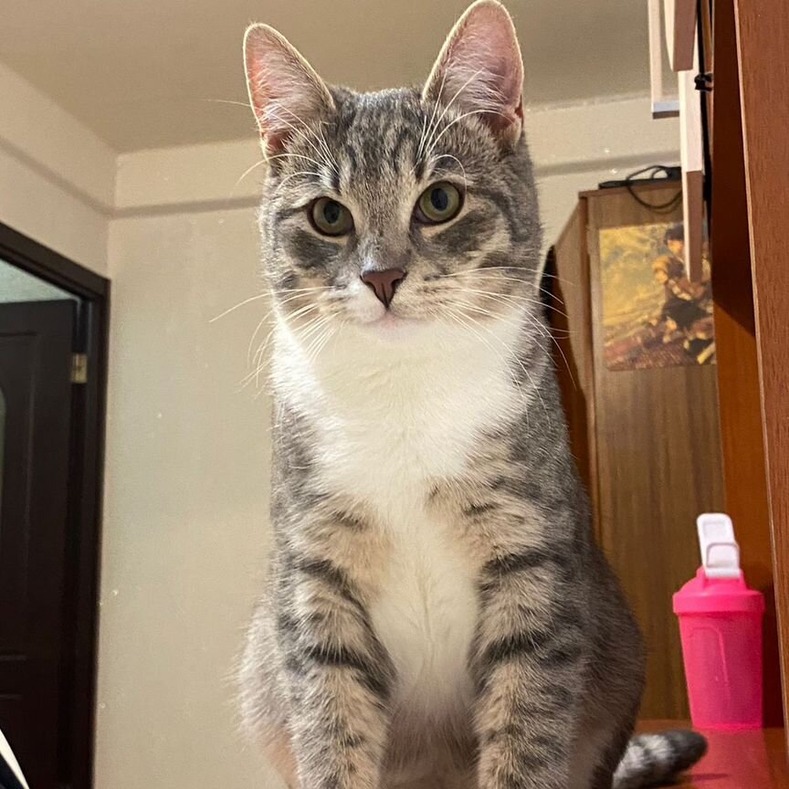 Котенок в модной шубке